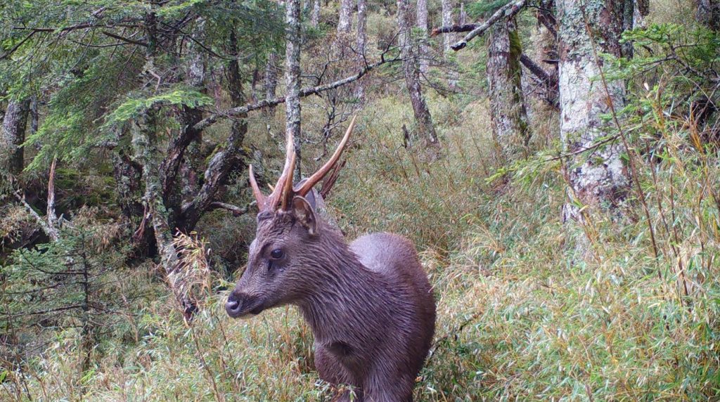 購買被宰殺台灣水鹿IG分享烤肉照片 男子判刑6月 – 芋傳媒 TaroNews