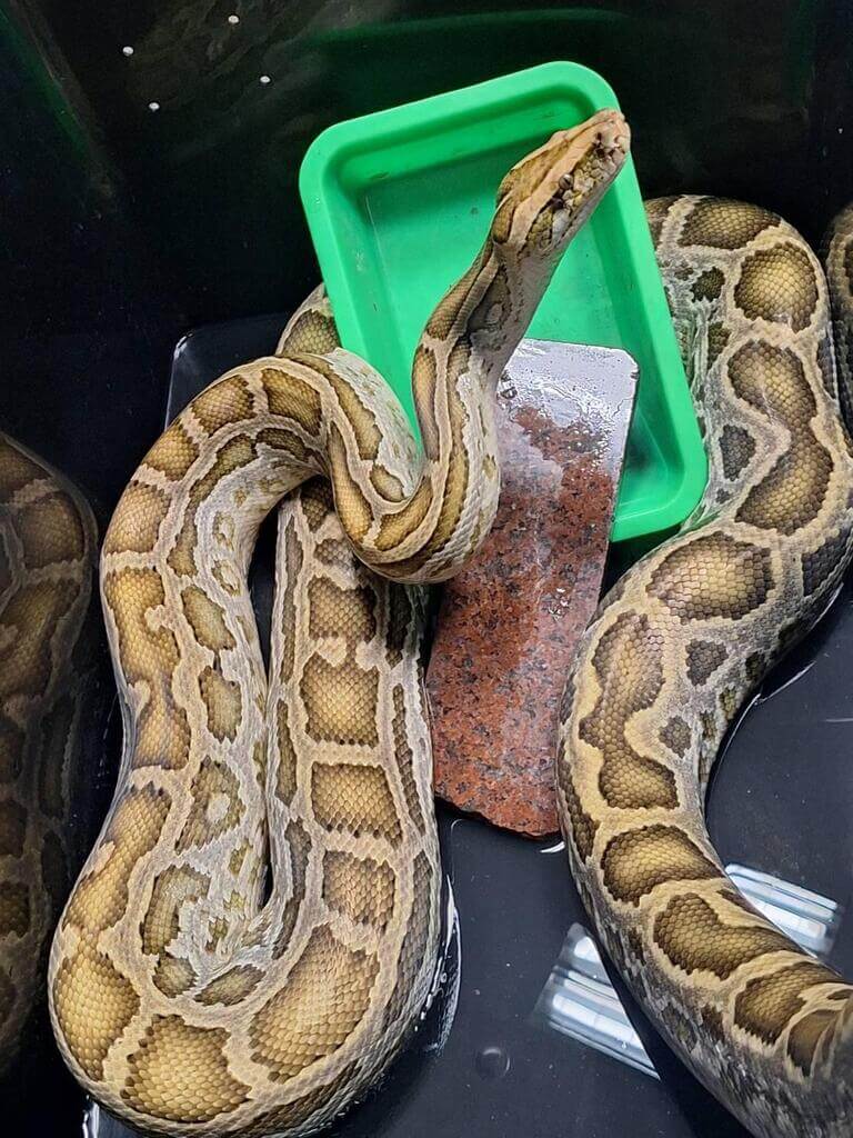 消防員捕獲1.7公尺緬甸蟒 彰縣公告失主認領 – 芋傳媒 TaroNews