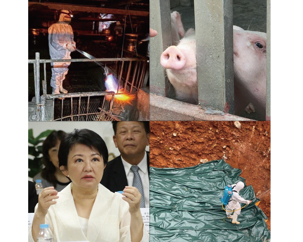 《張育萌專欄》豬瘟爆發至今，台灣在多艱困的情況作戰？ – 芋傳媒 TaroNews