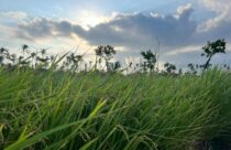 2025-11-08 – 第 6 頁 – 芋傳媒 TaroNews