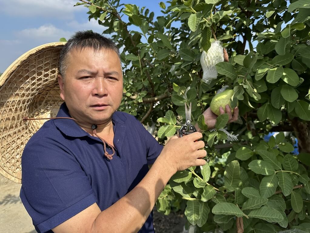 氣候衝擊彰化芭樂量減價飆新高 農會估12月底回穩 – 芋傳媒 TaroNews